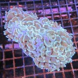 LPS (Coraux Durs à Gros Polypes) Plerogyra - Chez Poisson d'Or ...