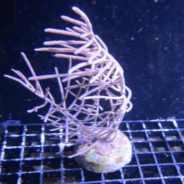 Gorgones (Gorgonacea) - Coraux cornés en vente - Aquariofil.com