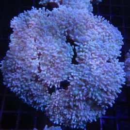 LPS (Coraux Durs à Gros Polypes) Plerogyra - Chez Poisson d'Or ...