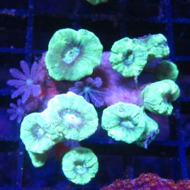 LPS (Coraux Durs à Gros Polypes) Plerogyra - Chez Poisson d'Or ...