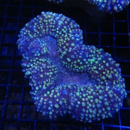 LPS (Coraux Durs à Gros Polypes) Plerogyra - Chez Poisson d'Or ...