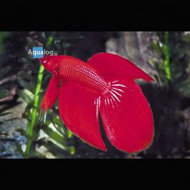 Betta Splendens Mâle-Combattant bleu