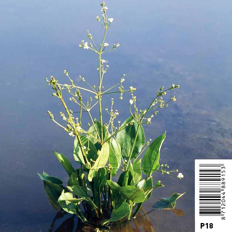 Alisma plantago-aquatica -Plantain d'eau 3,50