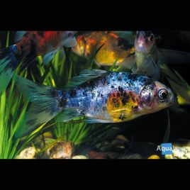 Shubunkin, poisson de bassin en vente en ligne - Poisson d'Or ...
