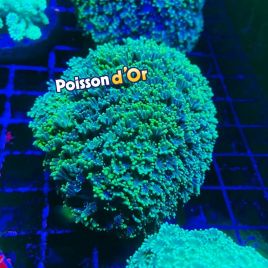 LPS (Coraux Durs à Gros Polypes) Plerogyra - Chez Poisson d'Or ...