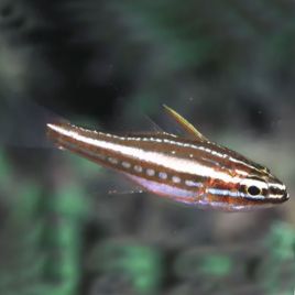 Poissons marin Apogons (Apogonidés) - Chez Poisson d'Or - Aquariofil ...