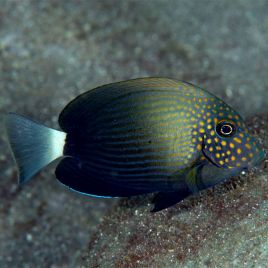 Vente en ligne aquariophilie - Aquariofil & Poisson d'Or - Aquariofil ...