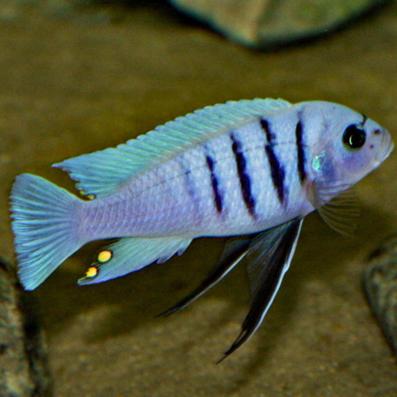 Cynotilapia Afra White Top