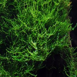 Mousse de Java et autres mousse - Aquariofil.com et Poisson d'Or