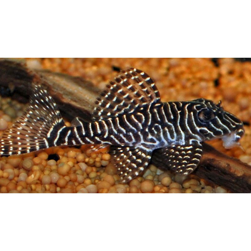 Queen Arabesque Pleco