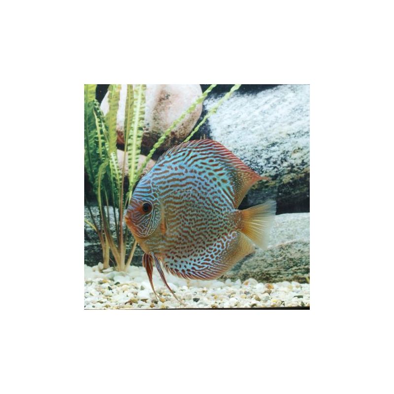 Discus Snake Skin bleus Stendker d'élevage Allemand 15-16 cm