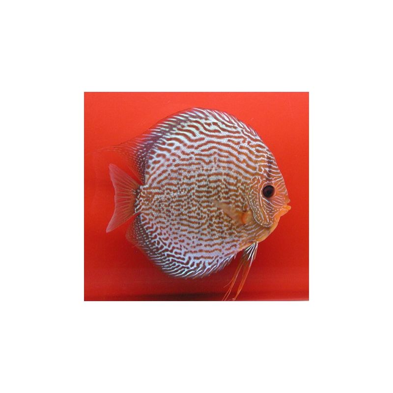 Discus Snake Skin rouges Stendker d'élevage Allemand 14 cm