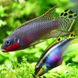 Poissons de fleuves Africains - Aquariofil.com et Poisson d'Or