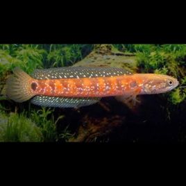 Prédateurs / Poissons XXL - Aquariofil.com et Poisson d'Or