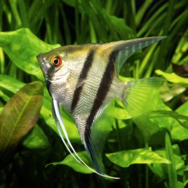Poissons scalaires (Pterophyllum scalare) - Chez Poisson d'Or ...