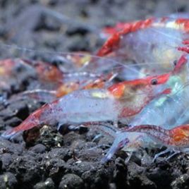 Nouveaux produits d'aquariophilie - Vente en ligne - Aquariofil.com et ...