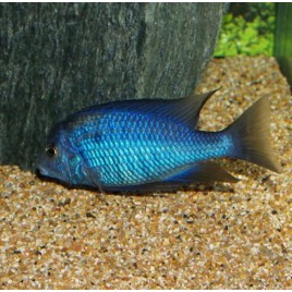 Poissons d'eau douce en vente en VPC sur Poisson d'Or! (6) - Aquariofil ...