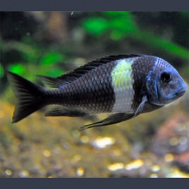 Cichlidés africains du lac Tanganyika en vente en ligne - Aquariofil.com