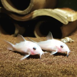 Nouveaux produits d'aquariophilie - Vente en ligne - Aquariofil.com et ...