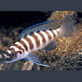 Cichlidés Africain du lac Tanganyika - Chez Poisson d'Or - Aquariofil ...