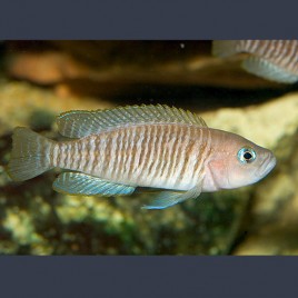 Cichlidés Africain du lac Tanganyika - Chez Poisson d'Or - Aquariofil ...