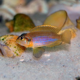 Cichlidés Africain du lac Tanganyika - Chez Poisson d'Or - Aquariofil ...