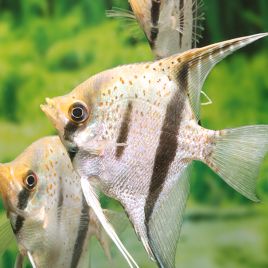 Poissons scalaires (Pterophyllum scalare) - Chez Poisson d'Or ...