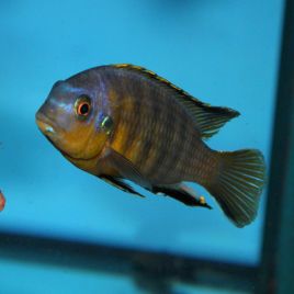 Cichlidés du lac Malawi - Aquariofil.com et Poisson d'Or