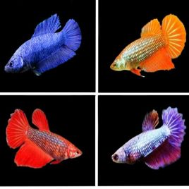 Poissons combattant Betta (Betta splendens) - Poisson d'Or - Aquariofil ...