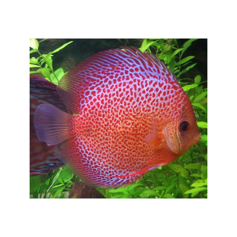 Discus Snake skin Stendker d'élevage Allemand 15 cm 119,00