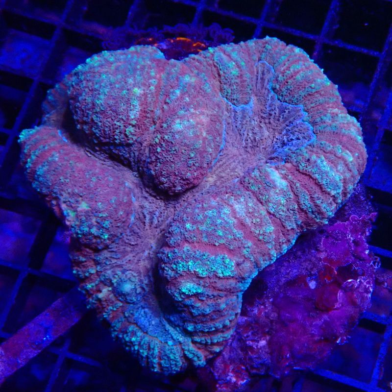 Symphyllia marbré 6-8 cm 69,50