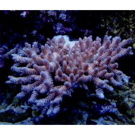 SPS (Coraux Durs à Petits Polypes) Arrivages chaque semaine ...
