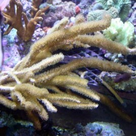 Gorgones ou éventails de mer pour votre aquarium - Poisson d'Or ...