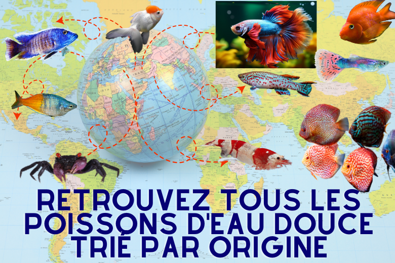 Vente en ligne aquariophilie - Aquariofil & Poisson d'Or - Aquariofil ...
