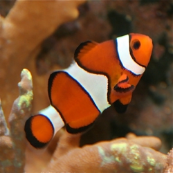 Poissons Clowns (Pomacentridés) - En vente chez Poisson d'Or ...
