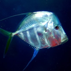 Poissons marin Carangues - En vente sur Poisson d'Or - Aquariofil.com ...