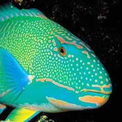 Poissons Perroquets (Scaridae) - VPC - Poisson d'Or - Aquariofil.com et ...