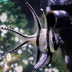 Poissons marin Apogons (Apogonidés) - Chez Poisson d'Or - Aquariofil ...