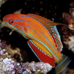 Poissons Labres (Labridés) - Vente en ligne chez Poisson d'Or (2 ...