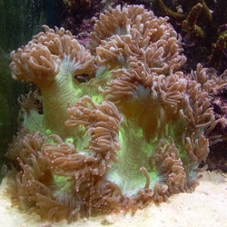LPS (Coraux Durs à Gros Polypes) Plerogyra - Chez Poisson d'Or ...