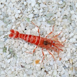 Crustacés d'eau de mer - Pour aquariums marin - Poisson d'Or ...