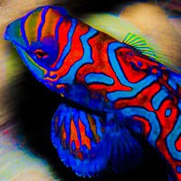 Poisson Mandarin (Synchiropus) - En vente chez Poisson d'Or ...