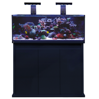 Aquarium DD Aquarium Solution - Aquariofil.com et Poisson d'Or