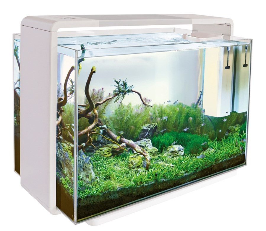 Aquarium - Aquariofil.com et Poisson d'Or