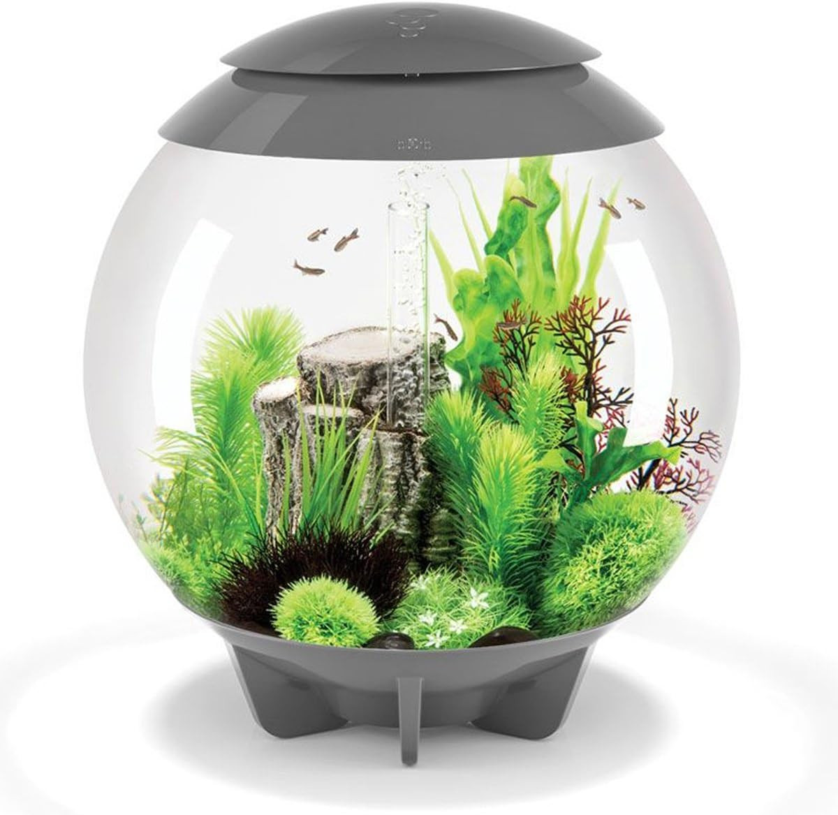 Aquarium - Aquariofil.com et Poisson d'Or