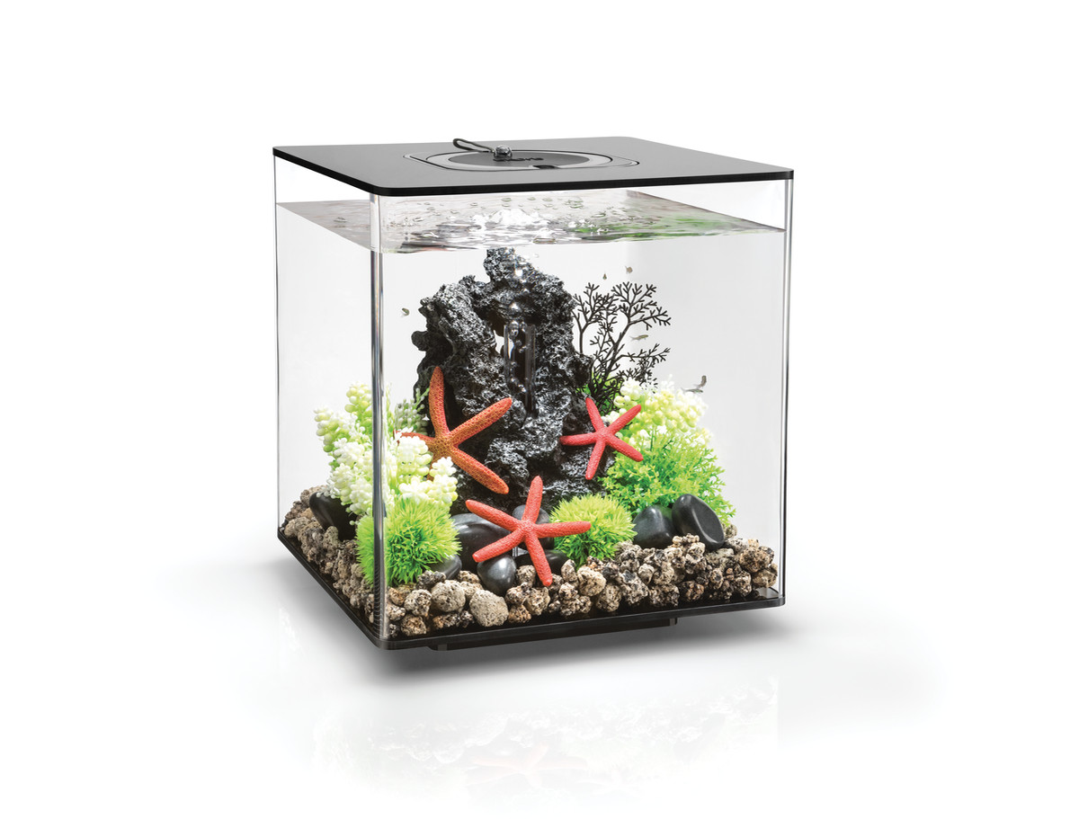 Aquarium Cube Led - Aquariofil.com et Poisson d'Or