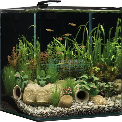 Aquarium - Aquariofil.com et Poisson d'Or
