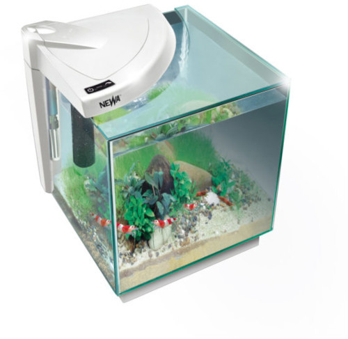 Aquarium - Aquariofil.com et Poisson d'Or