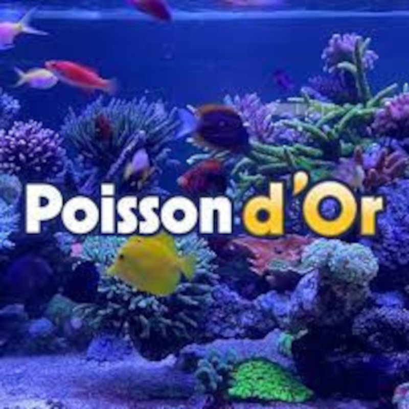 Poisson d'or - Aquariofil.com et Poisson d'Or