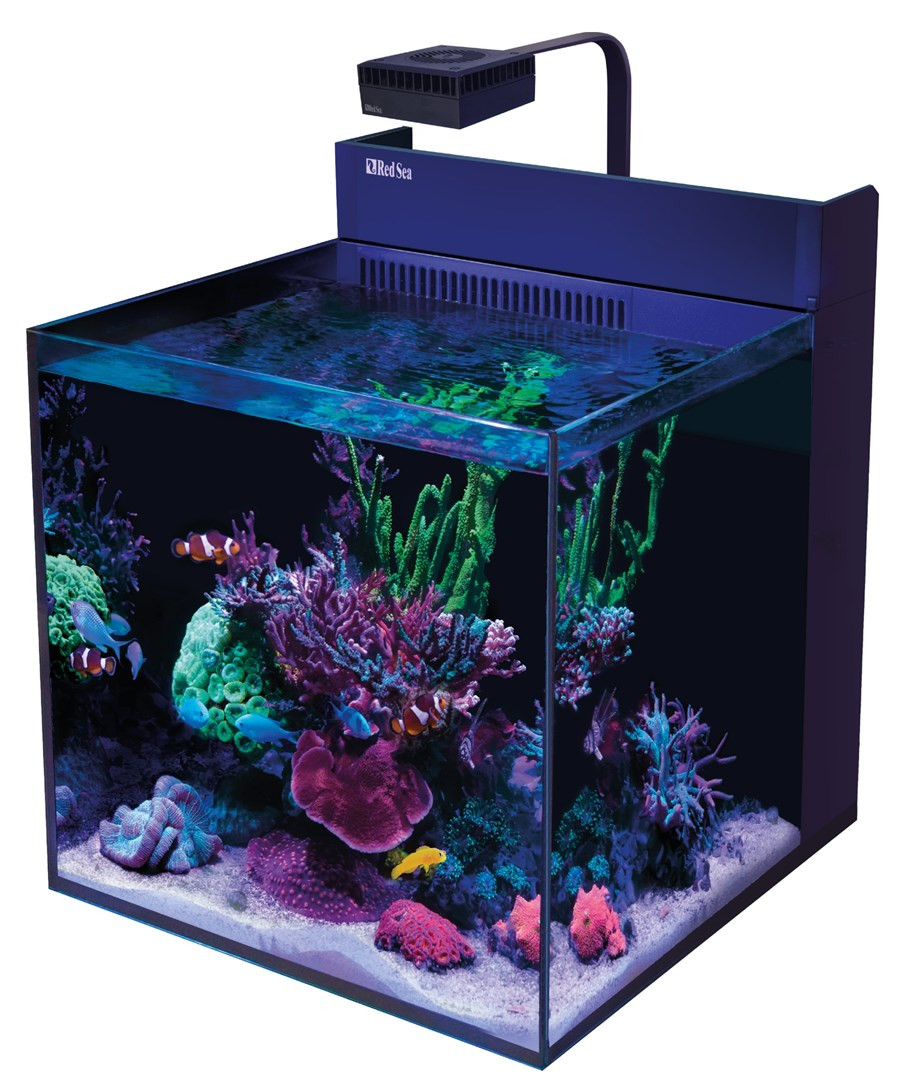 Max Nano - Aquariofil.com et Poisson d'Or